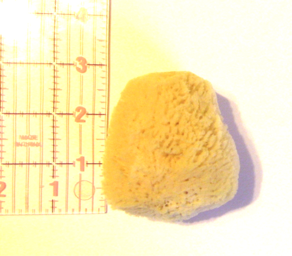 Healthy Benefits of Sea Sponge as Menstrual Tampon – Yvette Ruzmir ...